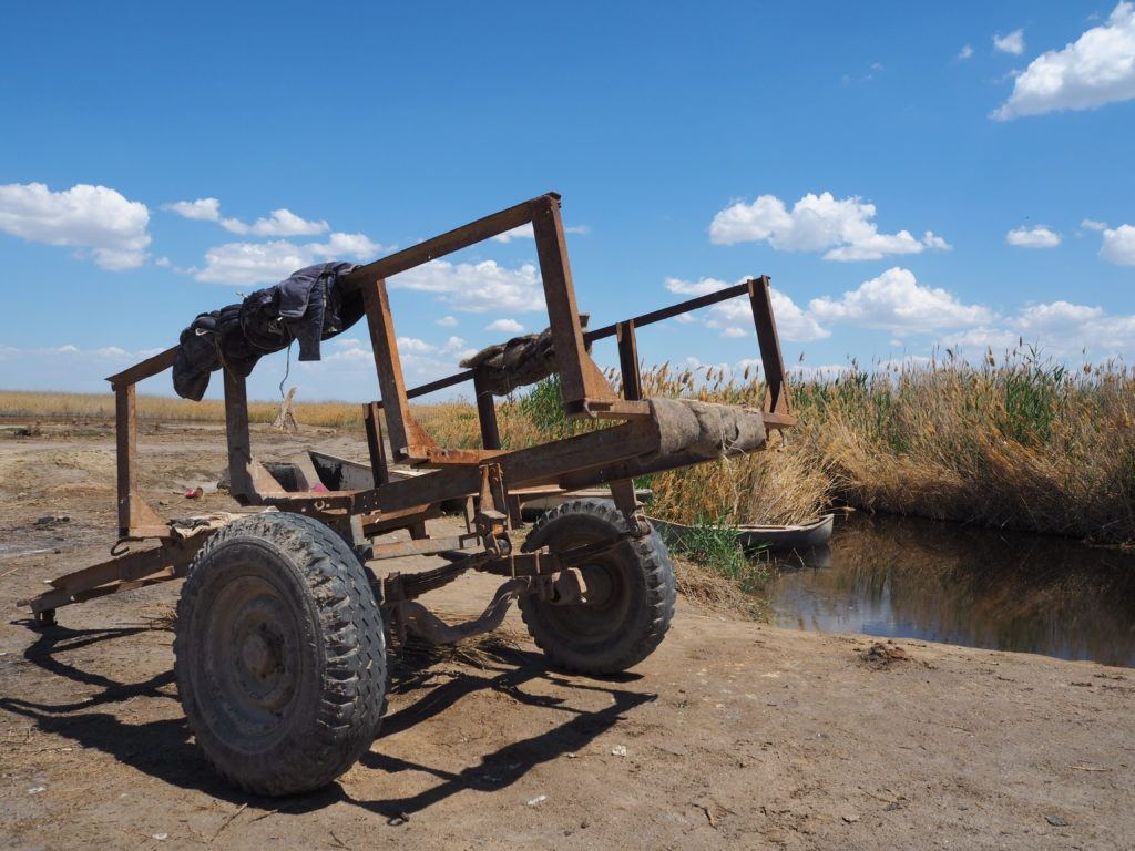 Exploring the Aral Sea - What to see and do - A bear and a pig